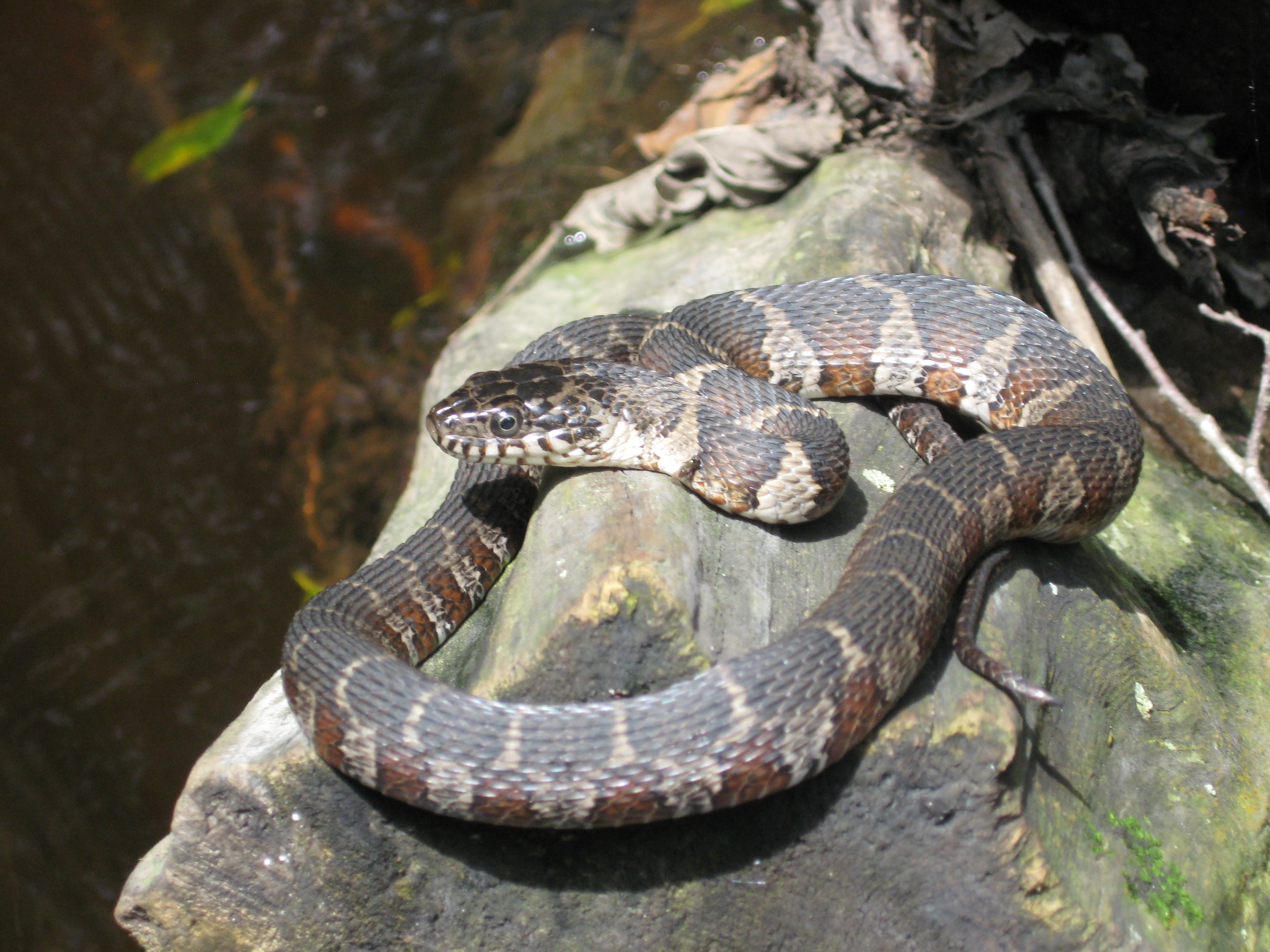 Killens Pond Snake IMG_7786 - Rob Crimmins' SiteRob Crimmins' Site